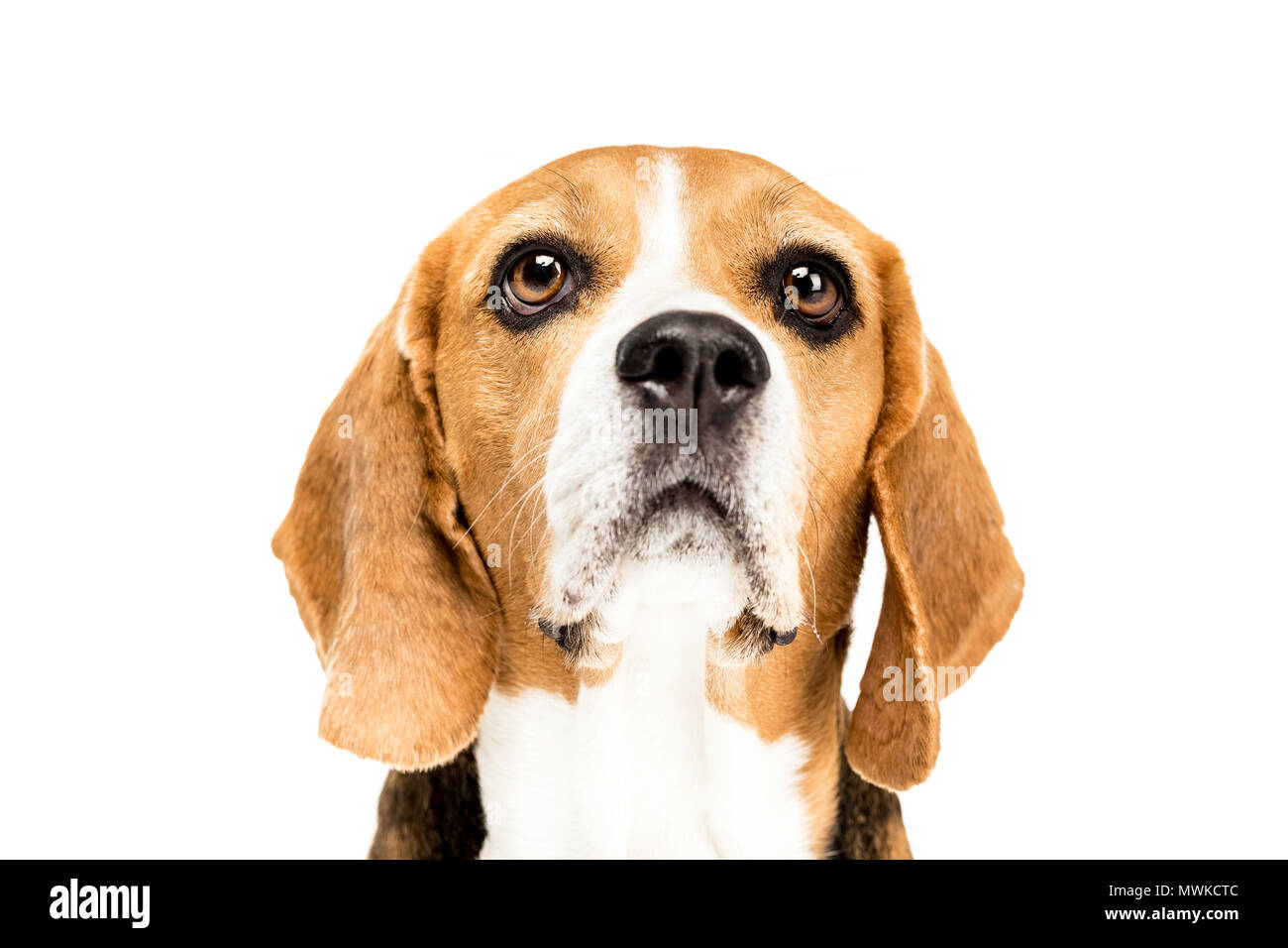 portrait of cute furry beagle dog, isolated on white Stock Photo - Alamy