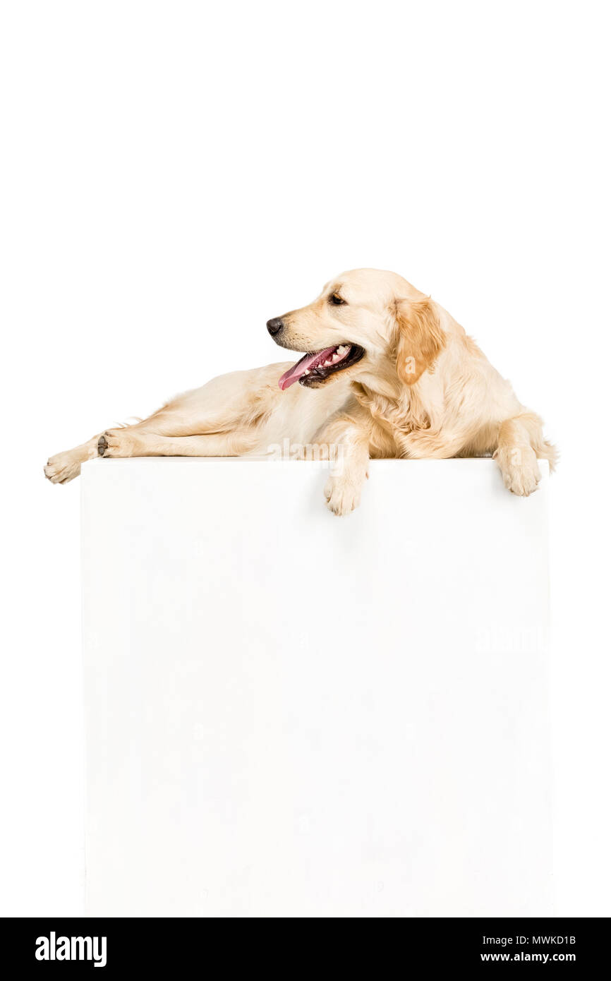 Golden retriever golden retriever dog with white empty blank hi-res ... Golden retriever golden retriever dog with white empty blank hi-res ...