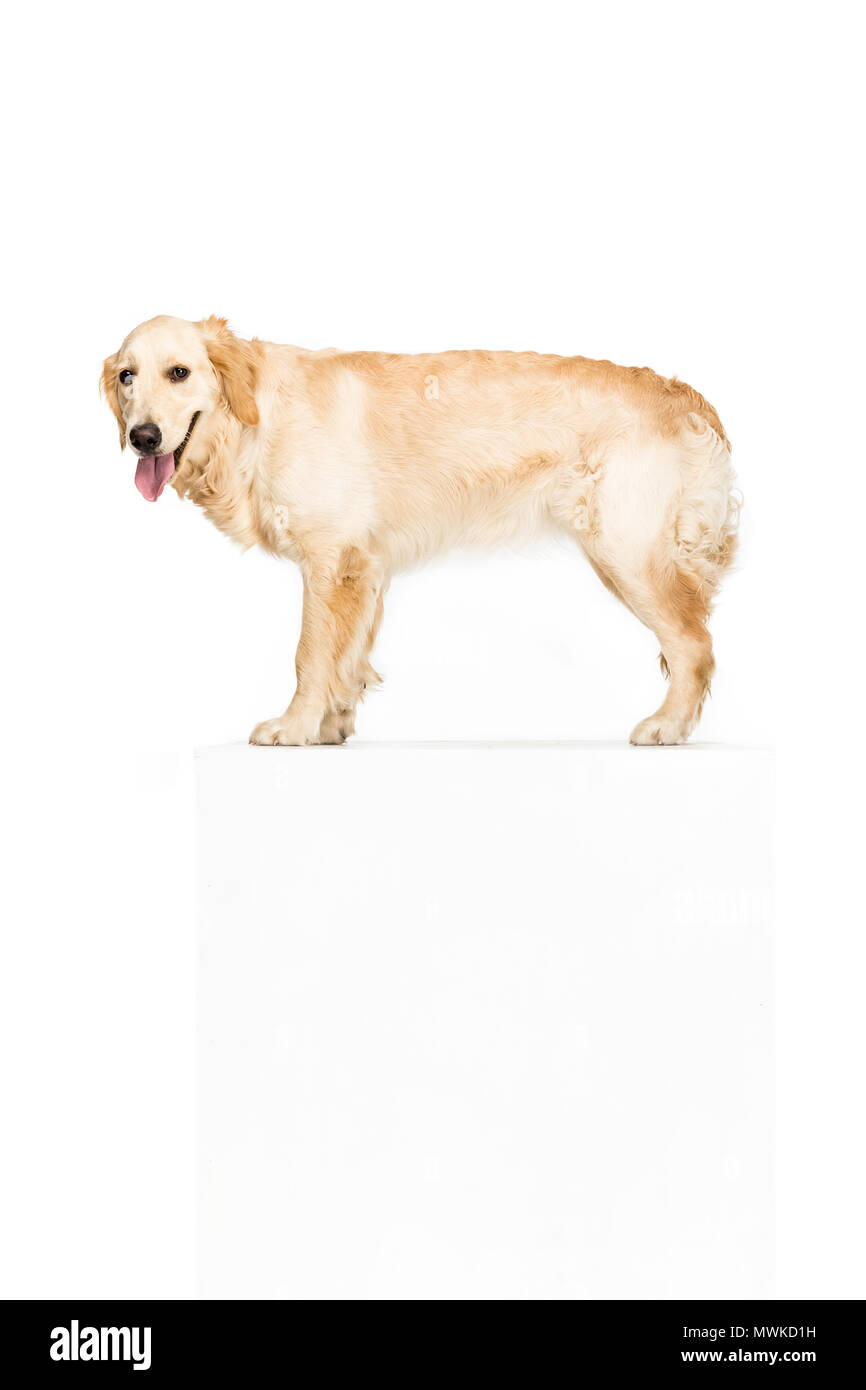 Golden retriever golden retriever dog with white empty blank hi-res ... Golden retriever golden retriever dog with white empty blank hi-res ...