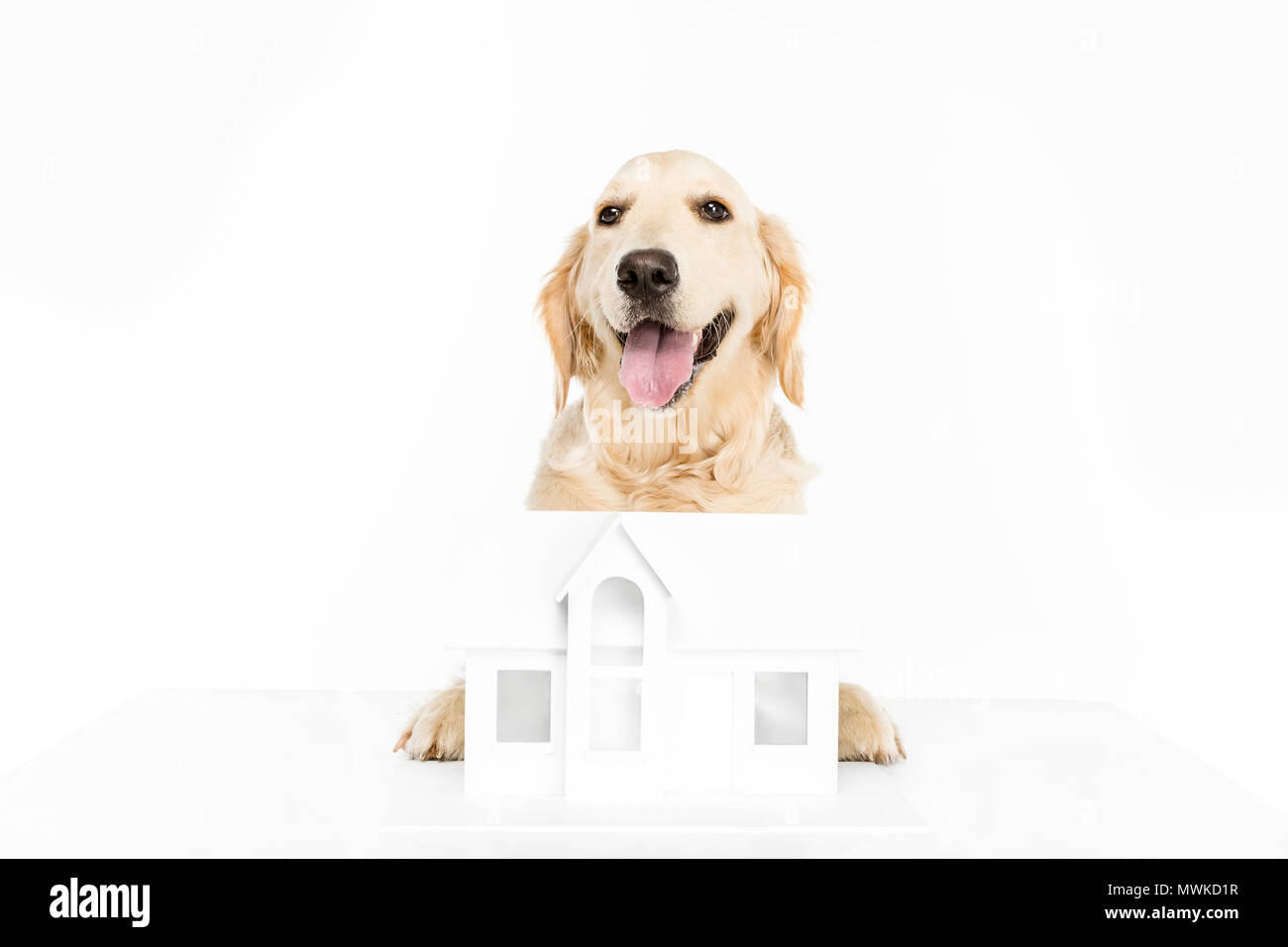Paper house golden retriever dog with paper house model hi-res stock ...