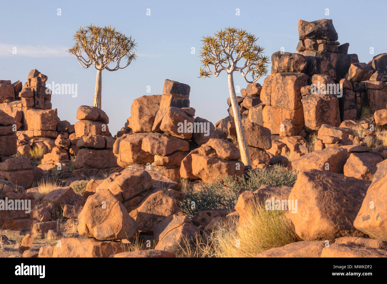 Quiver Tree Forest, Keetmanshoop, Namibia, Africa Stock Photo - Alamy