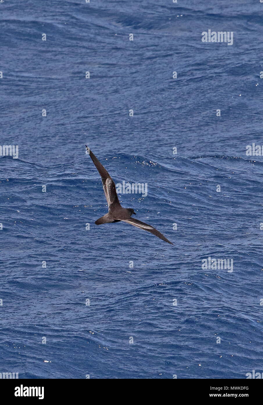 Bulwaria hi-res stock photography and images - Alamy