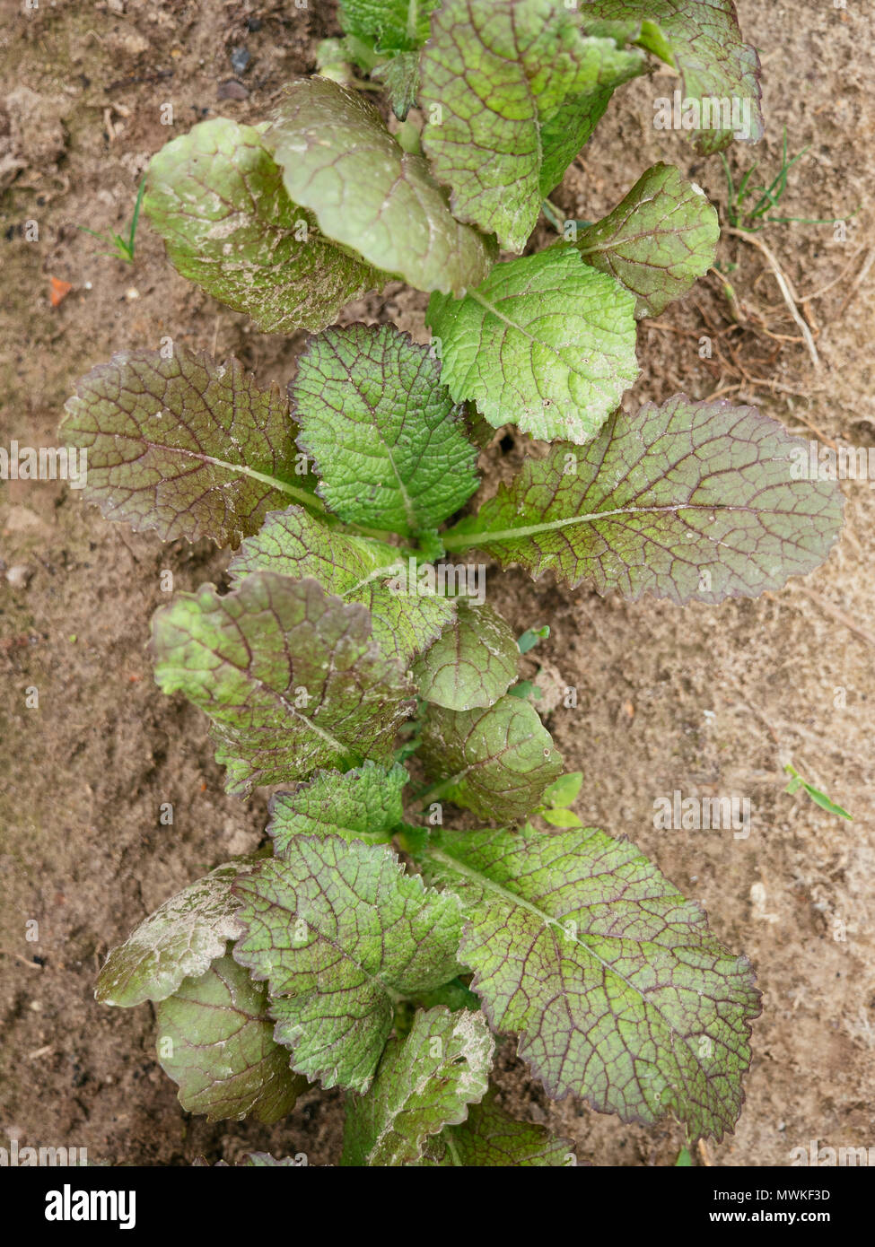 Mustard Plant Leaves