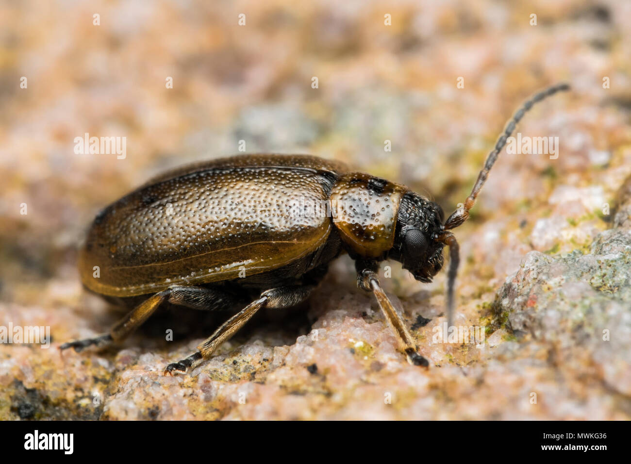 Heather beetle resting on rock hi-res stock photography and images - Alamy