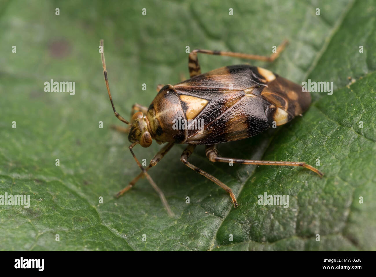 Nettle bug hi-res stock photography and images - Alamy