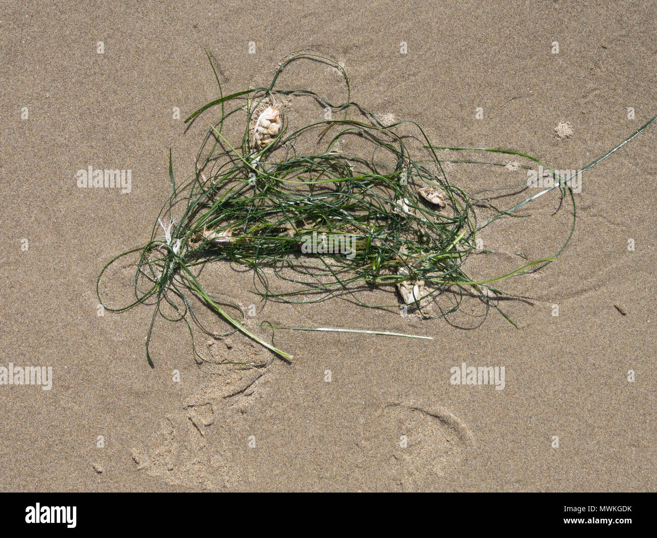 Crescent beach oregon coast hi-res stock photography and images - Alamy