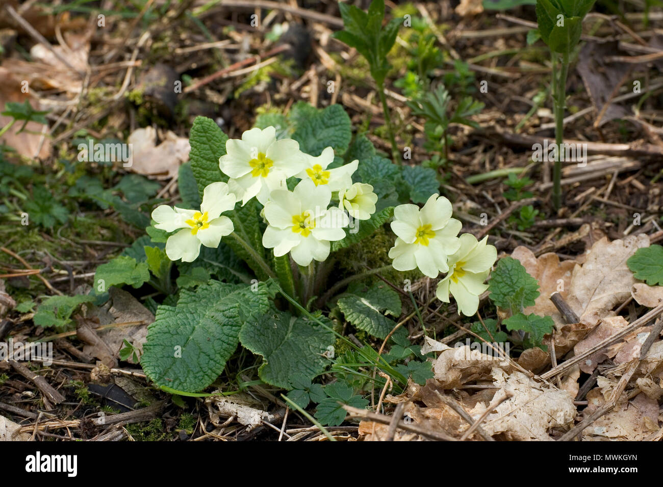 Primrose wood uk hi-res stock photography and images - Alamy