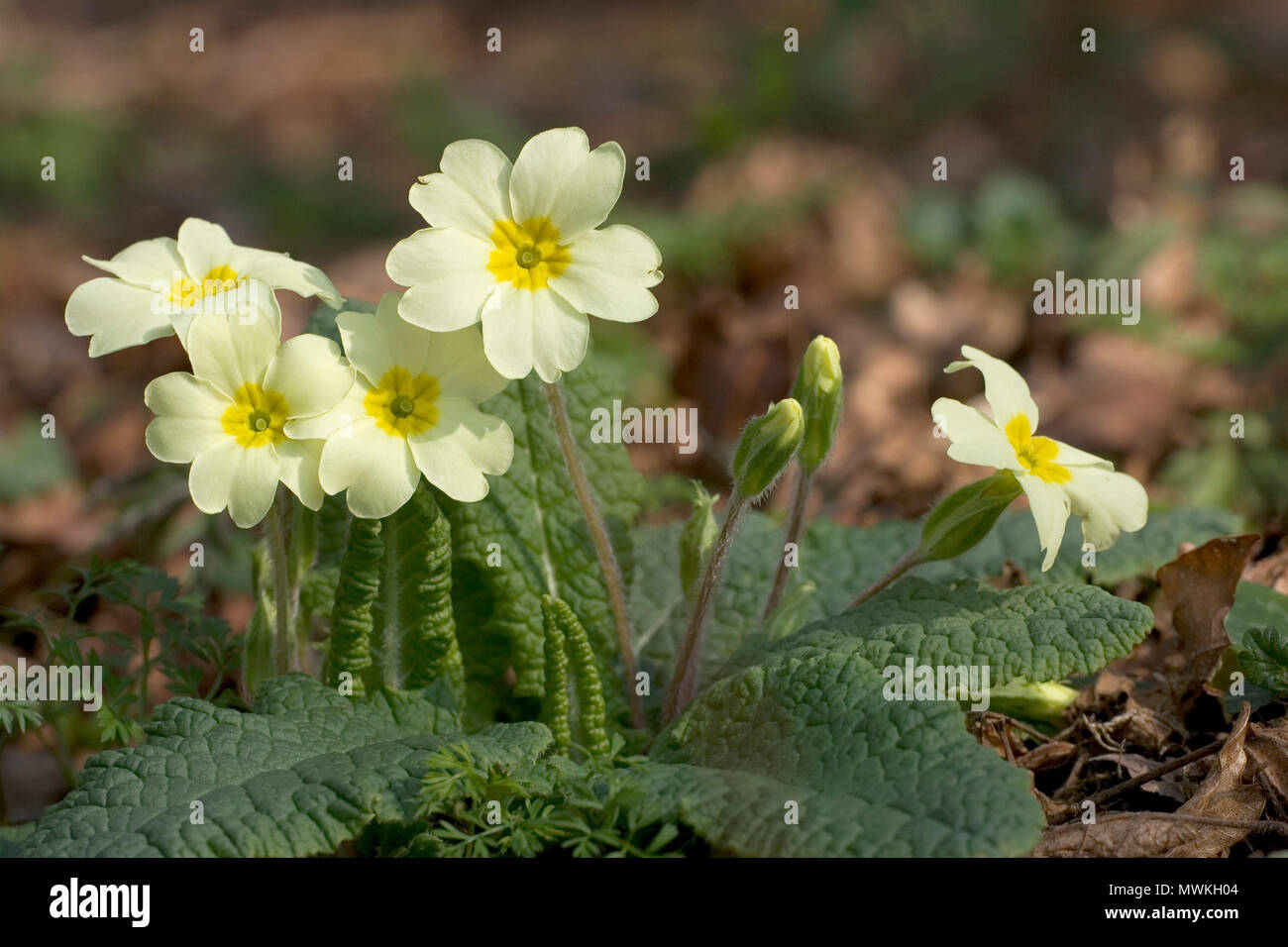Primrose Primula vulgaris in Garsten Wood RSPB reserve, near Sixpenny ...
