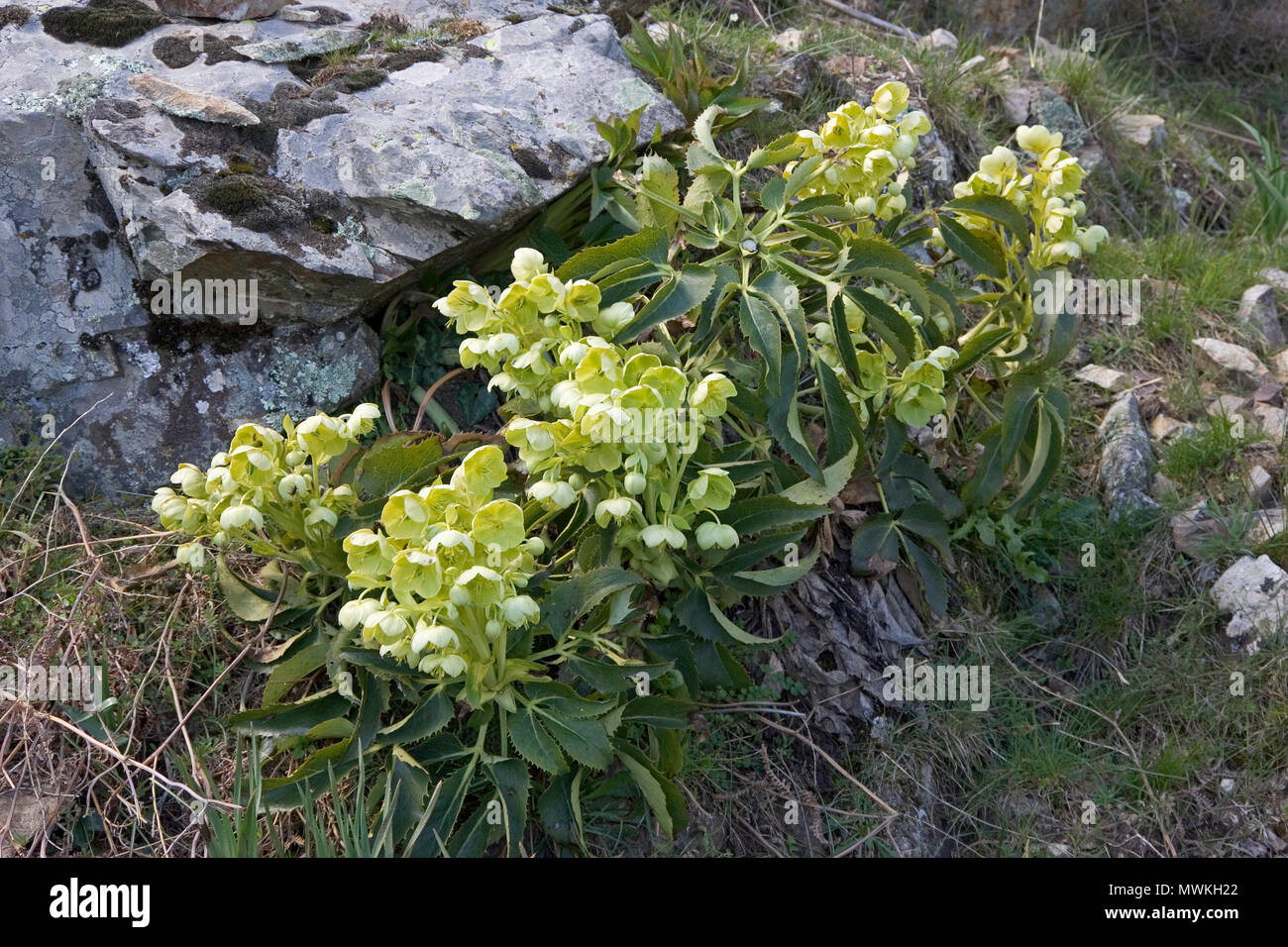 Corsican hellebore Helleborus argutifolius growing on rocky hillside ...