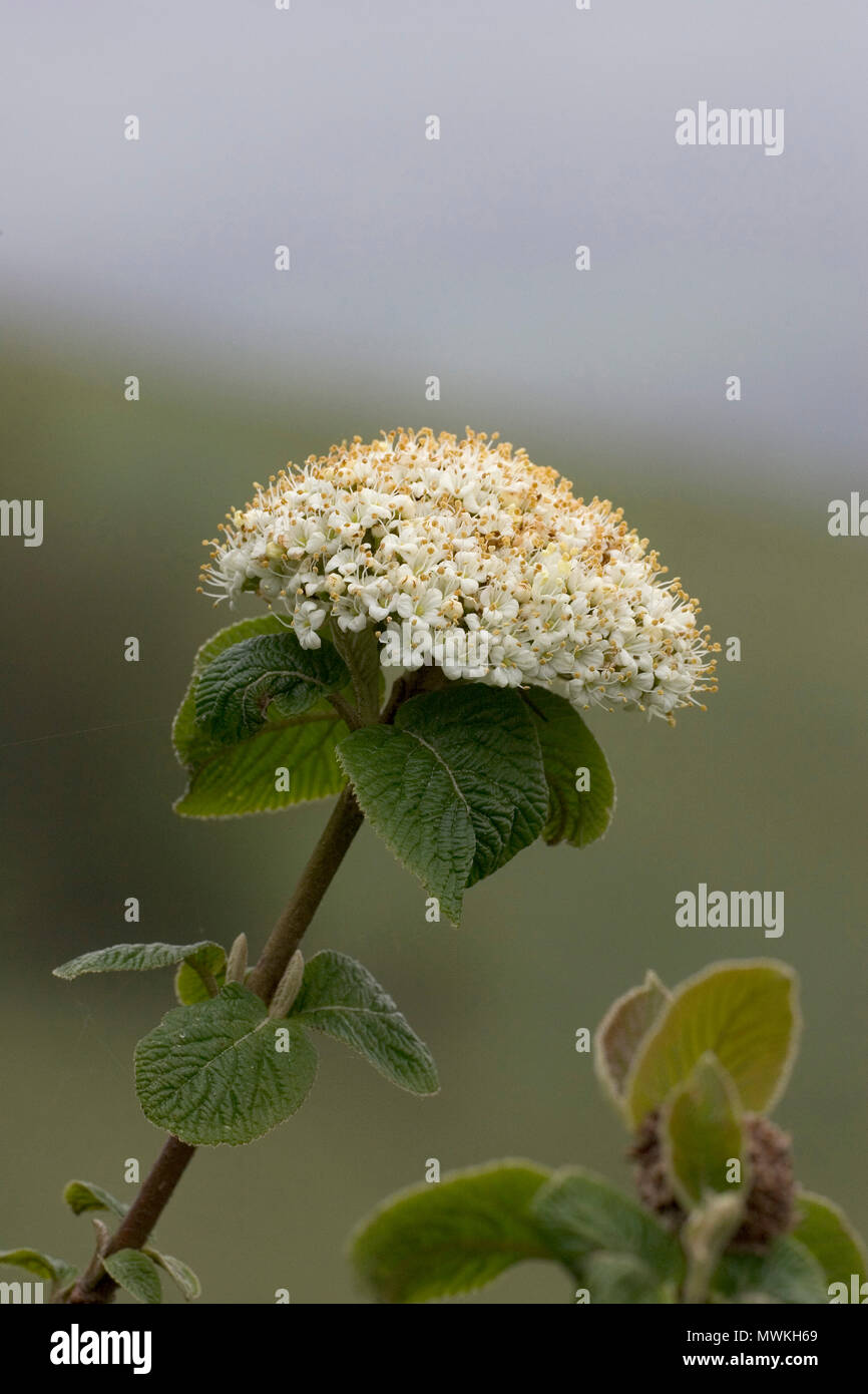 Wayfaring tree Viburnum lantana flower head, Butser Hill National ...