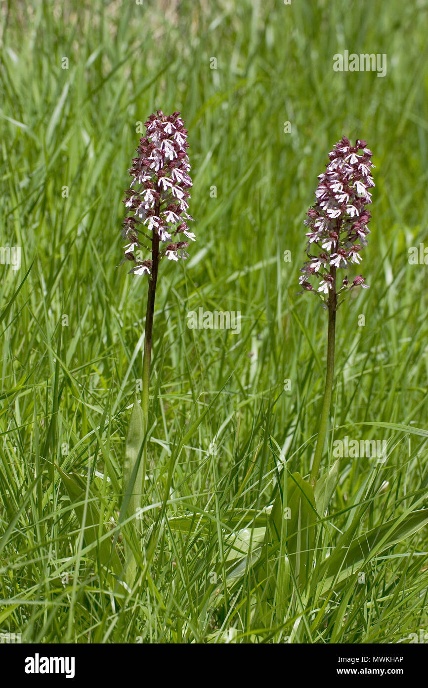 Lady orchid Orchis purpurea growing on a grassy roadside bank, Vercors ...