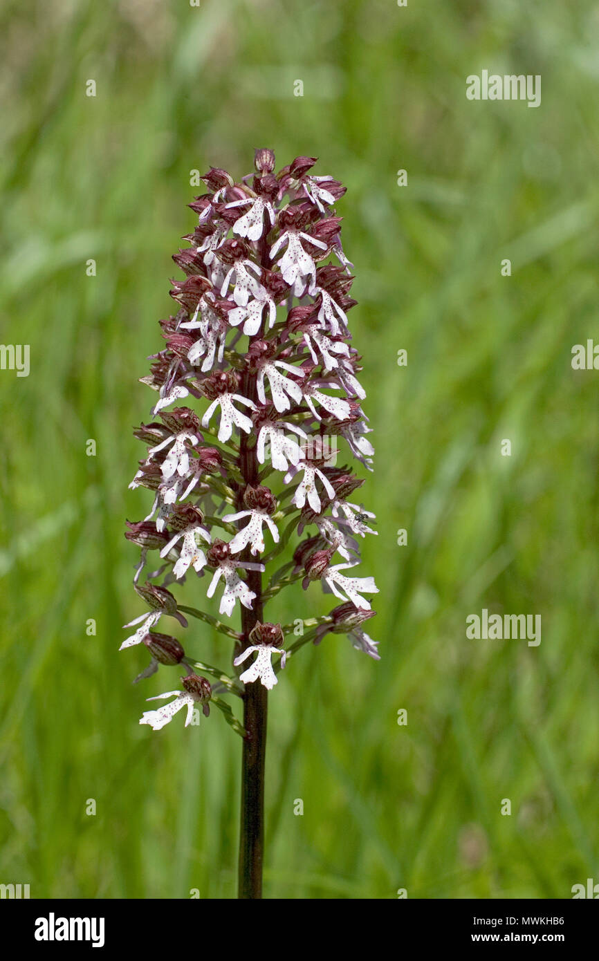 Lady orchid Orchis purpurea growing on a grassy roadside bank, Vercors ...