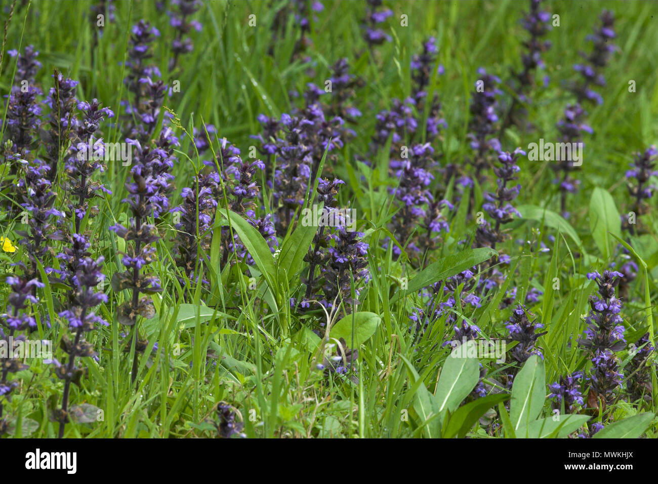 Creeping bugle hi-res stock photography and images - Alamy