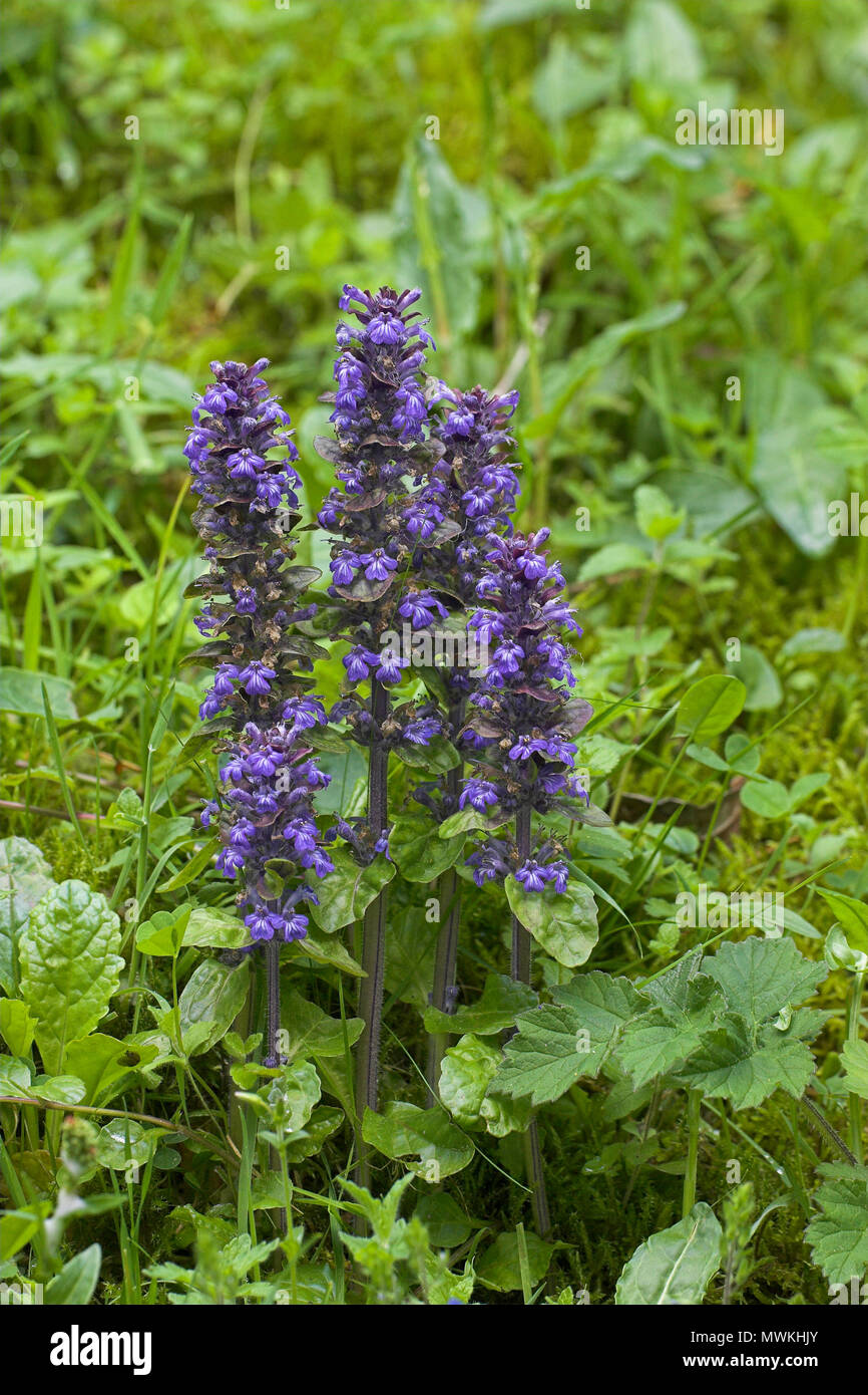 Creeping bugle hi-res stock photography and images - Alamy