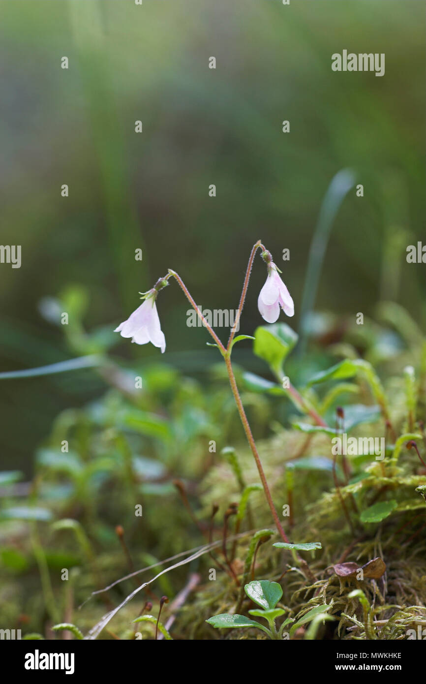 Twinflower Linnaea borealis Garten Woods, Abernethy Forest RSPB Reserve ...