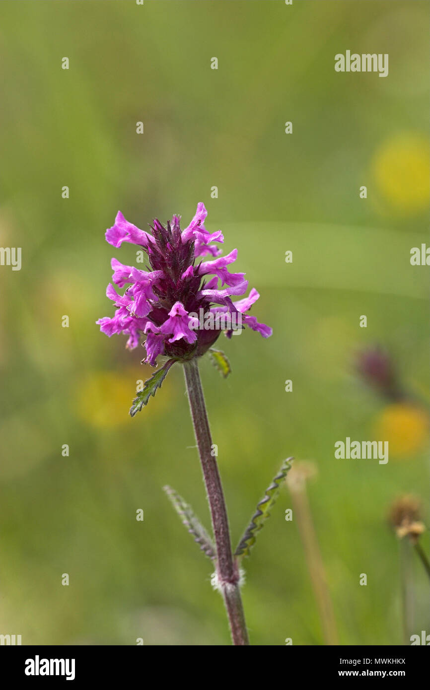 Betony Stachys officinalis on chalk downland, Dorset, England, UK, July ...