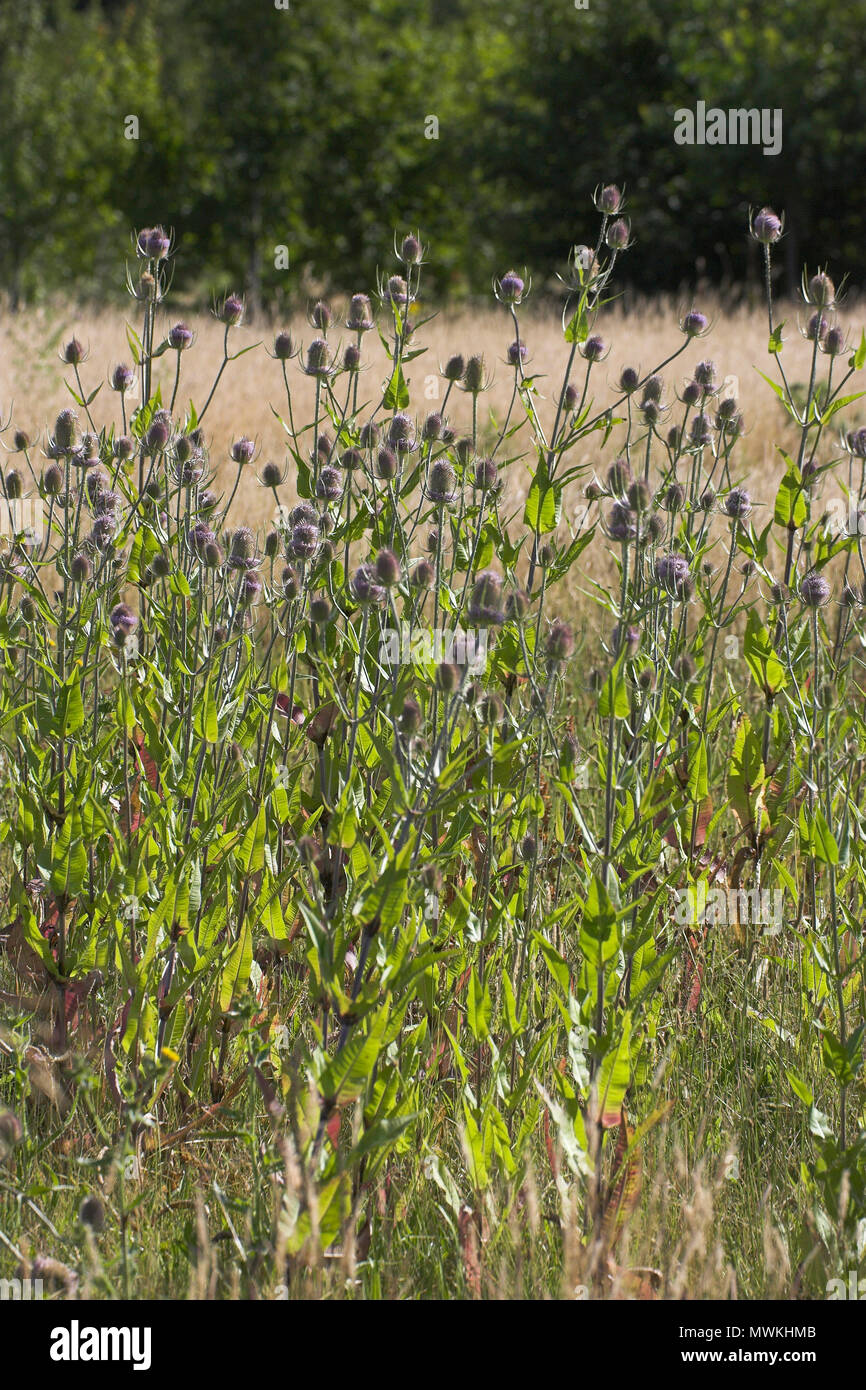 Poulner lakes hi-res stock photography and images - Alamy