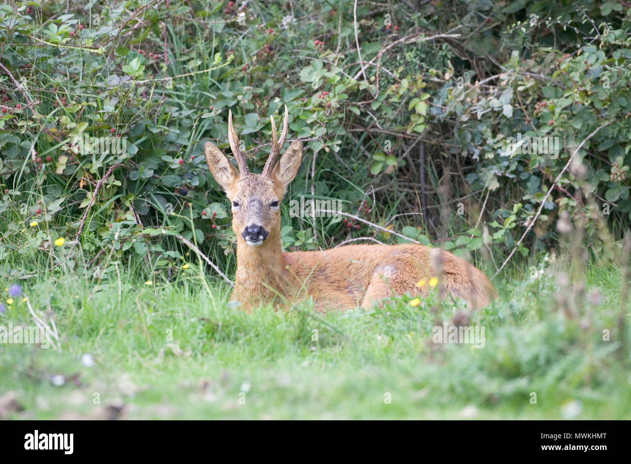 European roe deer Capreolus capreolus, buck resting beside bramble ...