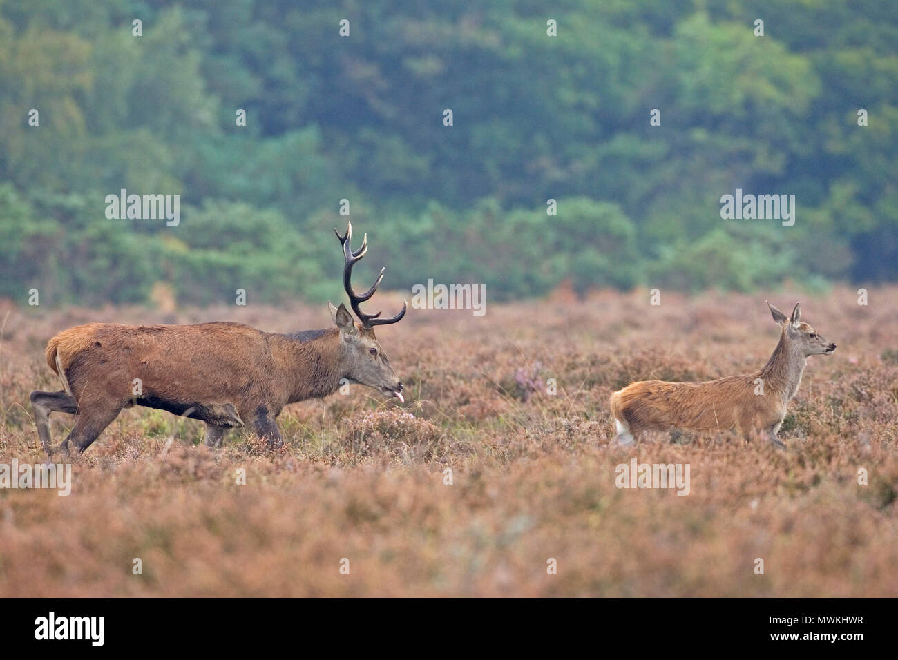 Calf heath hi-res stock photography and images - Alamy