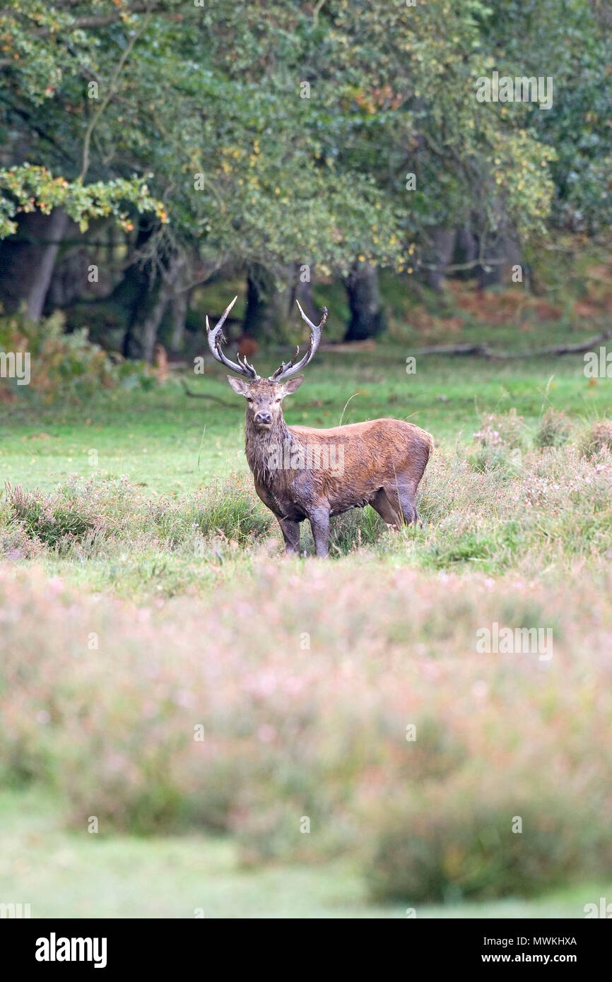 Red deer Cervus elaphus standing in a wallow on Ober Heath, New Forest ...