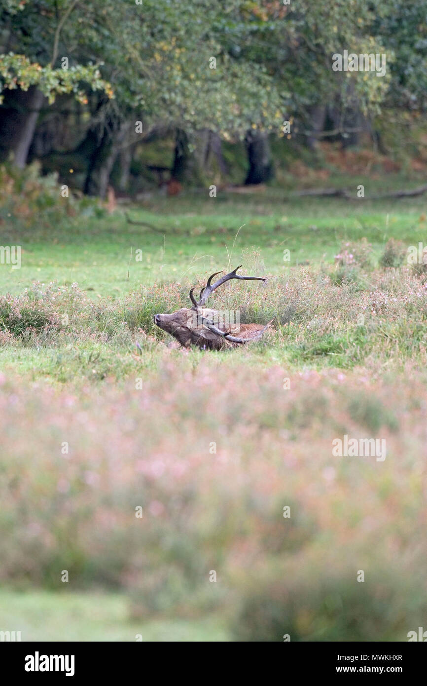 Red deer Cervus elaphus in a wallow on Ober Heath, New Forest National ...
