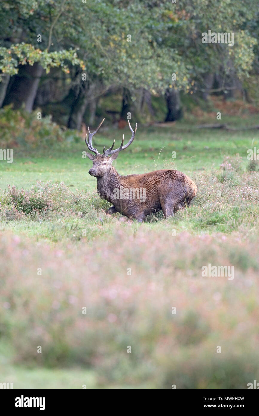 Britains largest national park hi-res stock photography and images - Alamy
