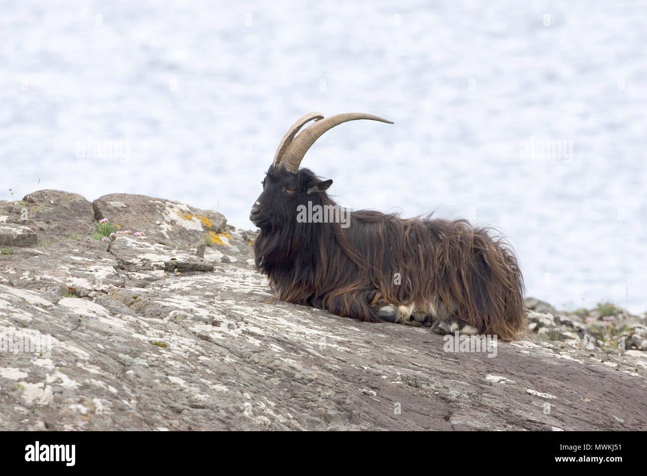 Male feral goat hi-res stock photography and images - Alamy