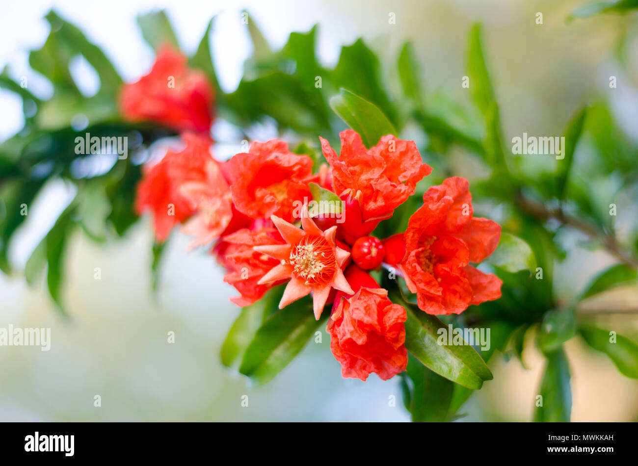 Pomegranate blossoms. Branch with flowers and leaves Stock Photo - Alamy