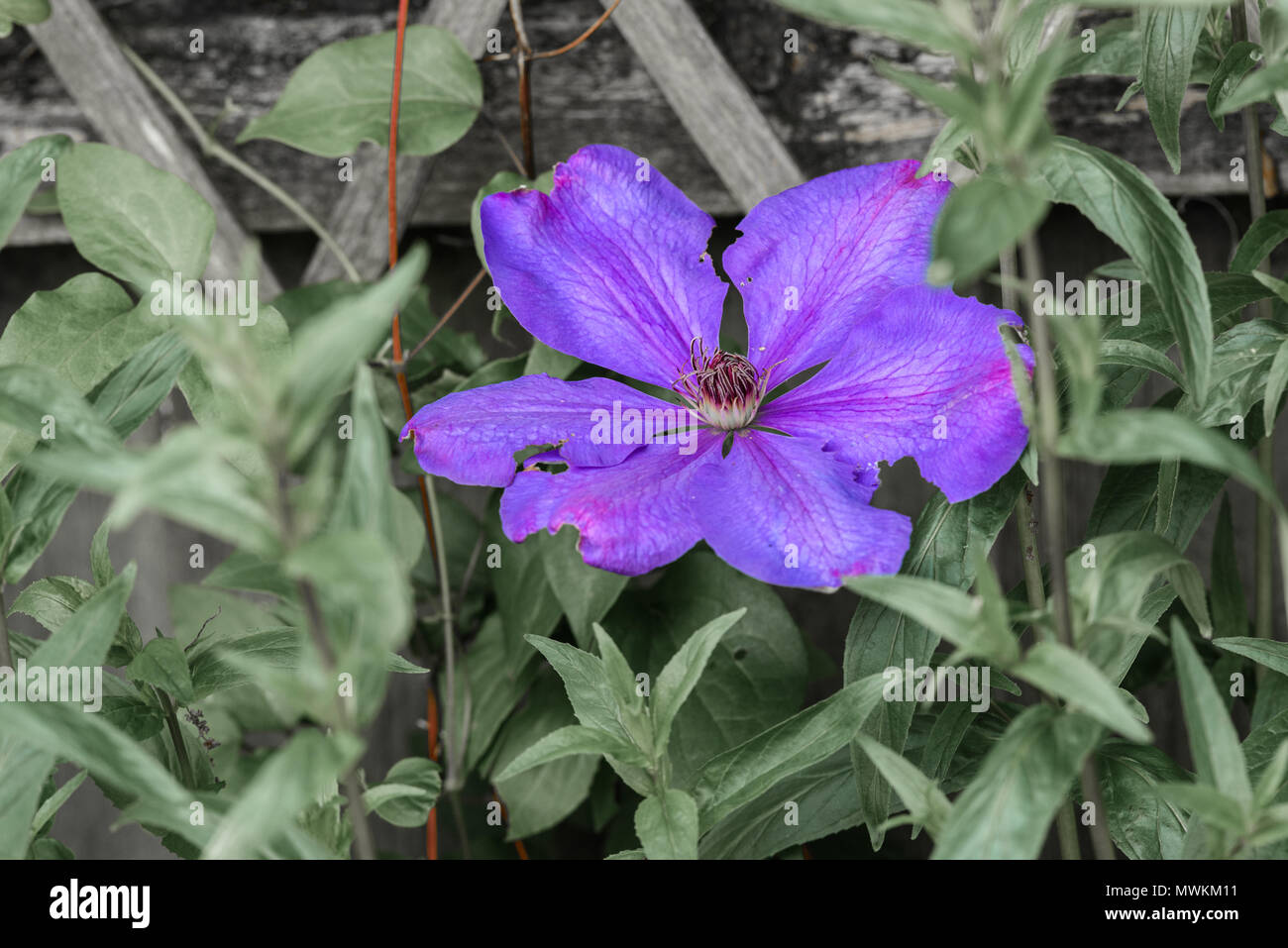 Clematis elsa spath hi-res stock photography and images - Alamy