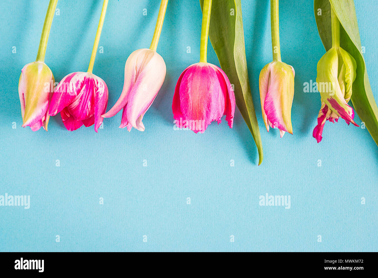 Fresh tulips frame Stock Photo - Alamy