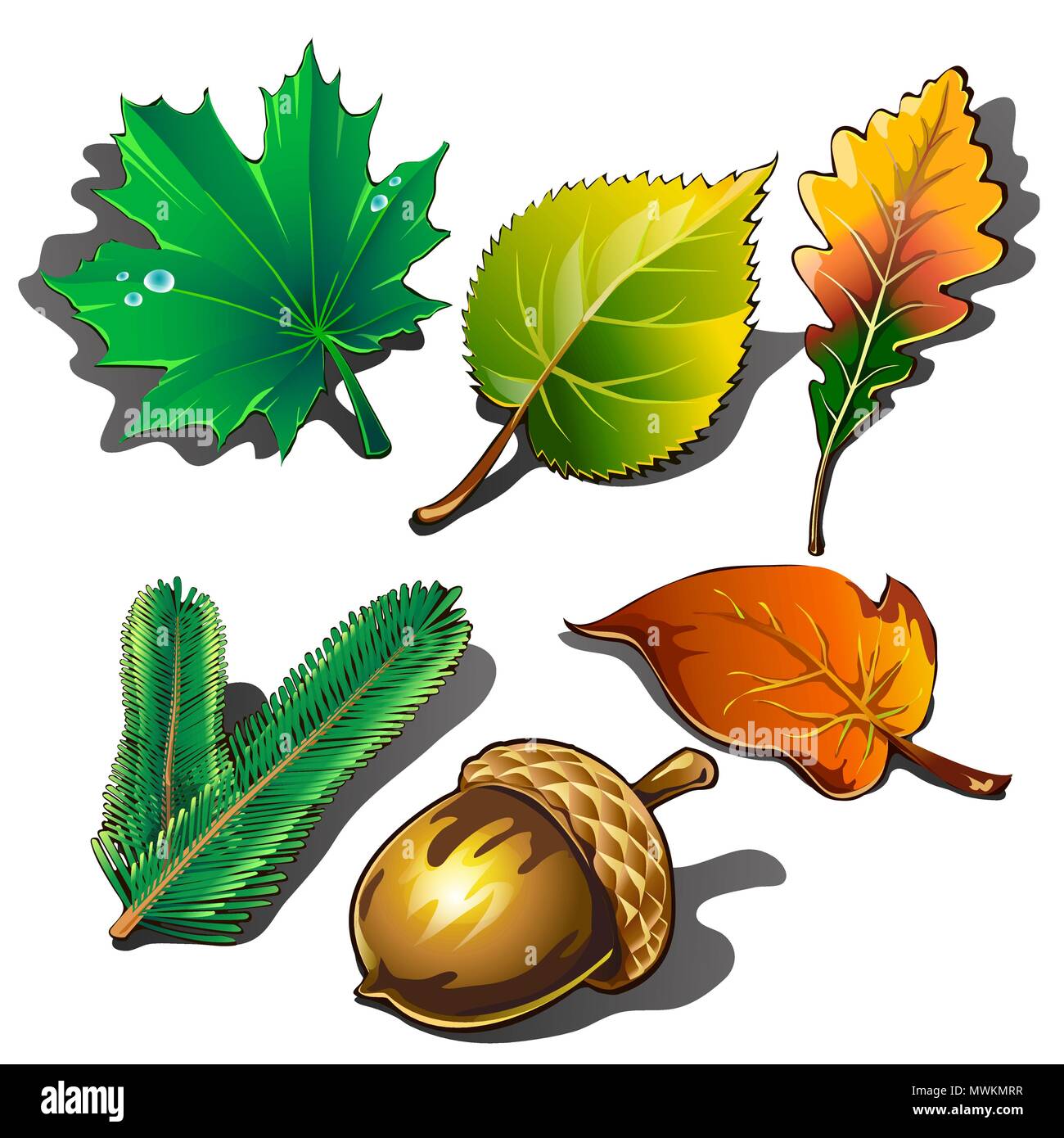 A collection of leaves of different trees and ripe acorn isolated on ...