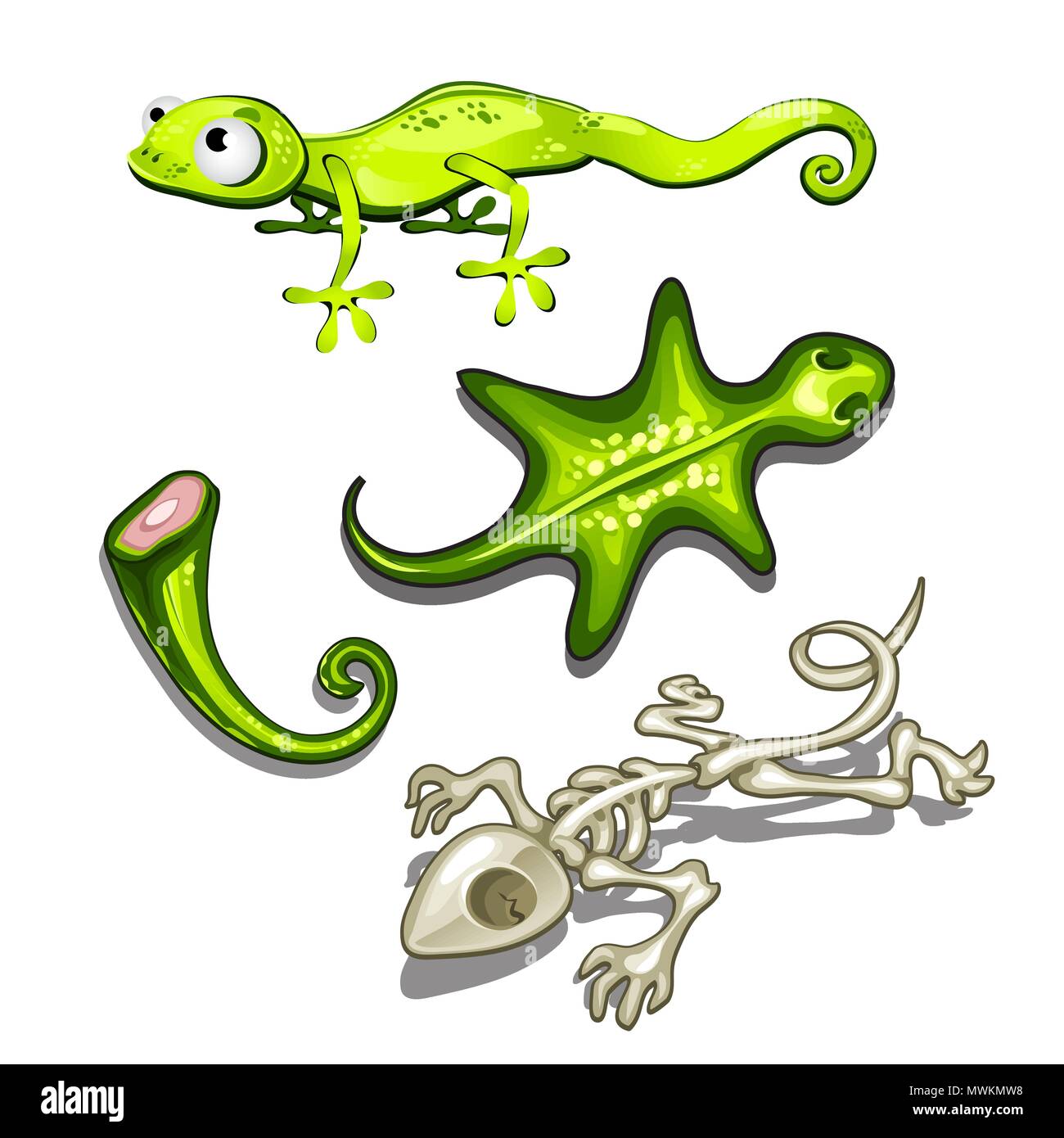 Lizard lost tail Stock Vector Images - Alamy