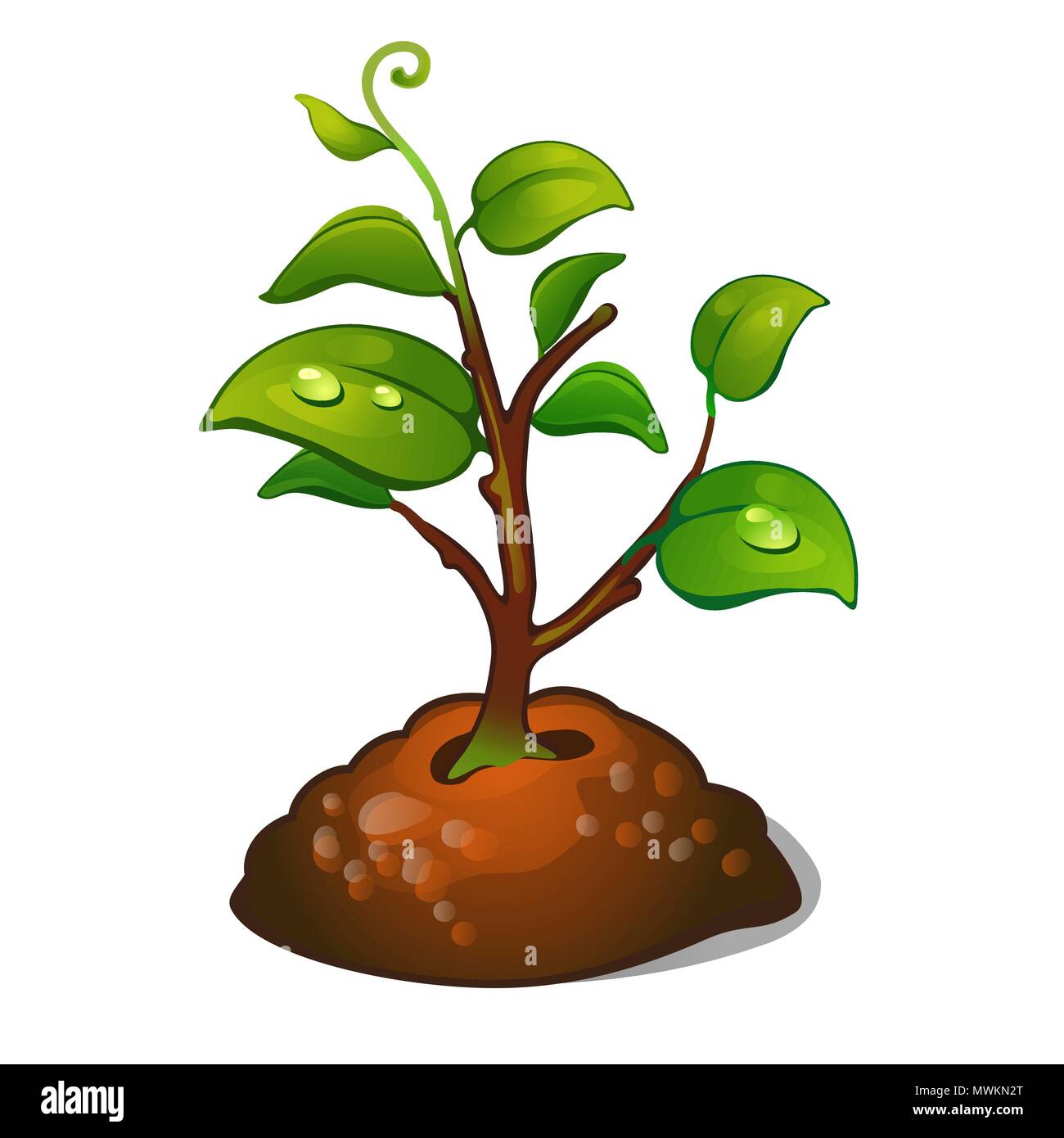 The development of the tree from seeds. Planting the garden or Park ...