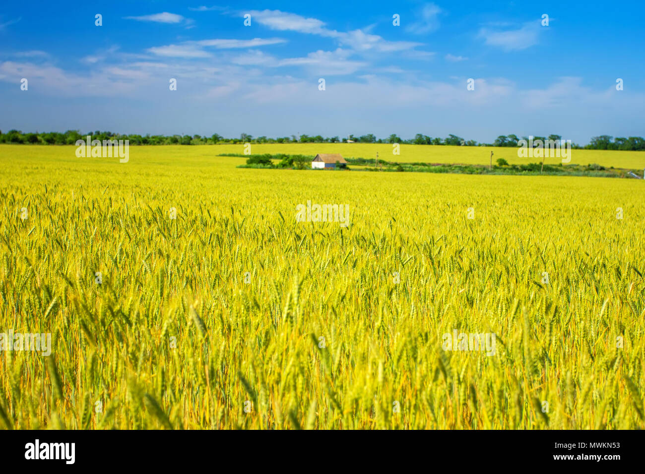 Wheat corn road hi-res stock photography and images - Alamy