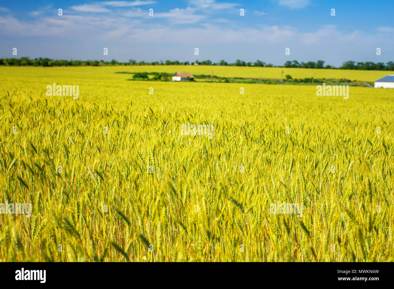 field of ripe wheat, the road Stock Photo - Alamy