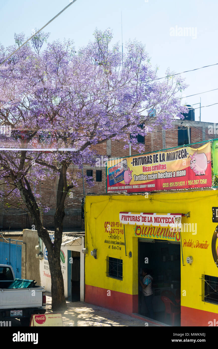 Yellow fast food shop and jacaranda tree, Oaxaca, Mexico Stock Photo ...