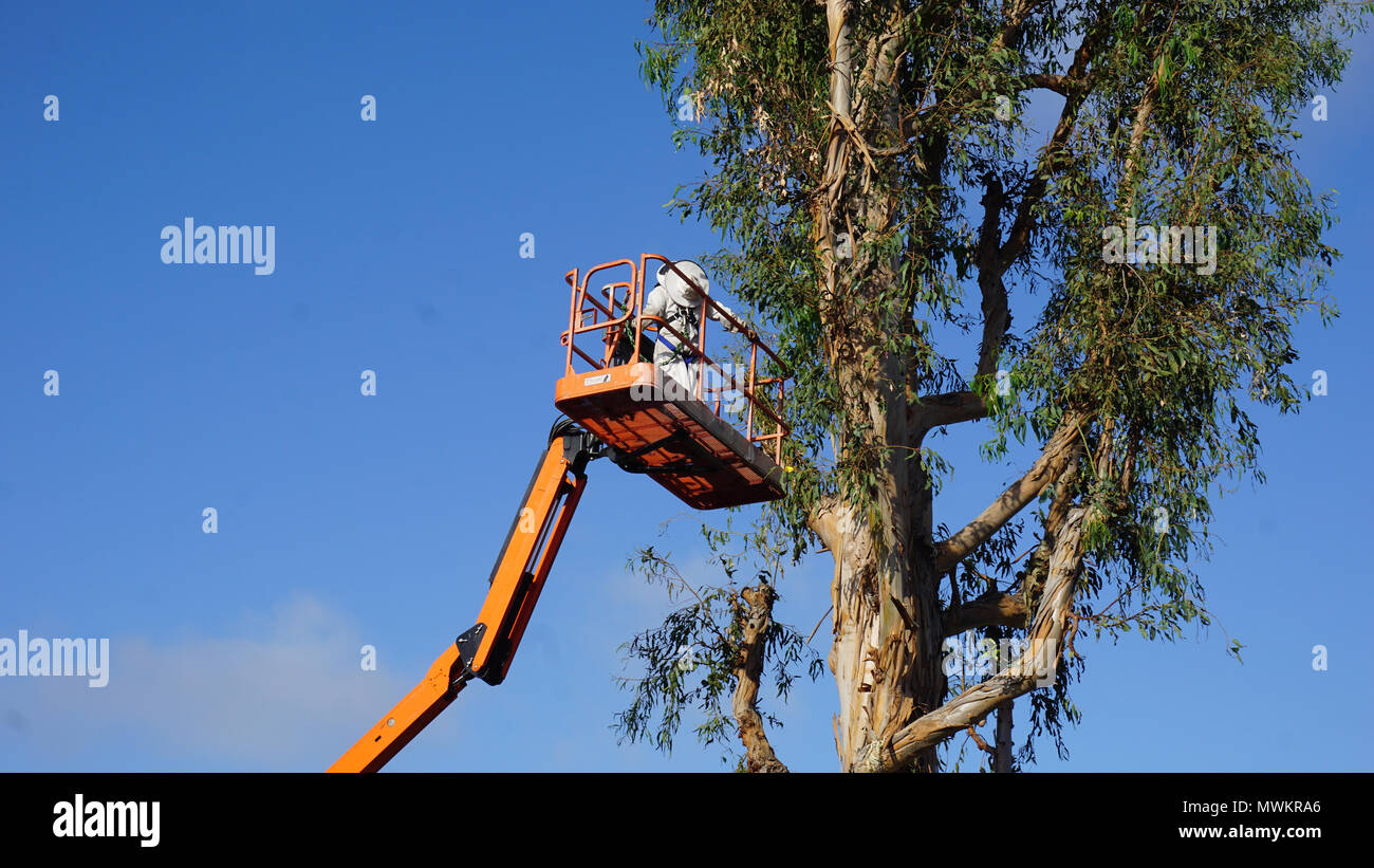 Trimming a tall Eucalyptus tree using a 'Cherrypicker' crane Stock ...