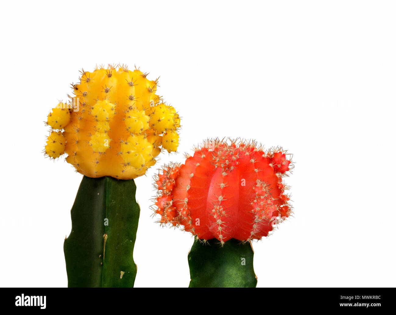Red cactus hi-res stock photography and images - Alamy