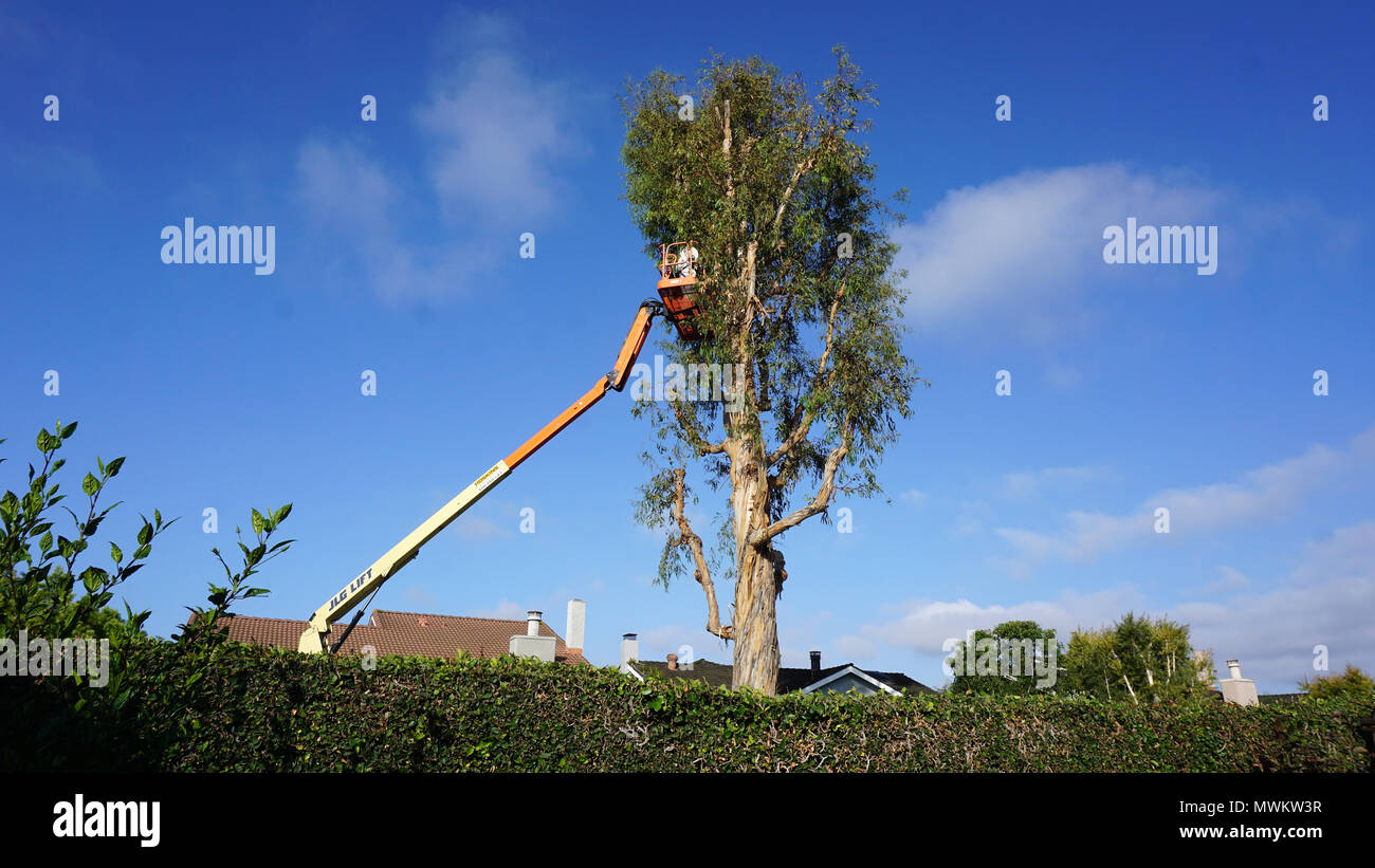 Trimming a tall Eucalyptus tree using a 'Cherrypicker' crane Stock ...