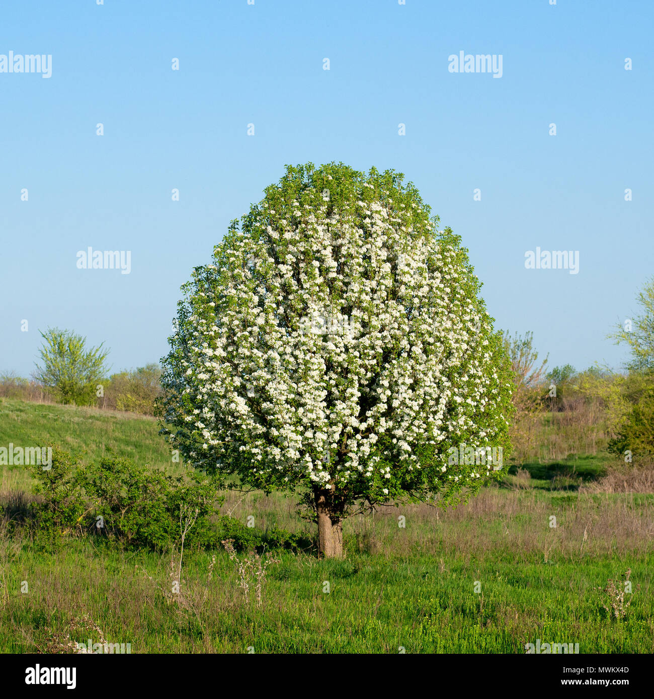 Lonely wild pear blossom tree Stock Photo - Alamy
