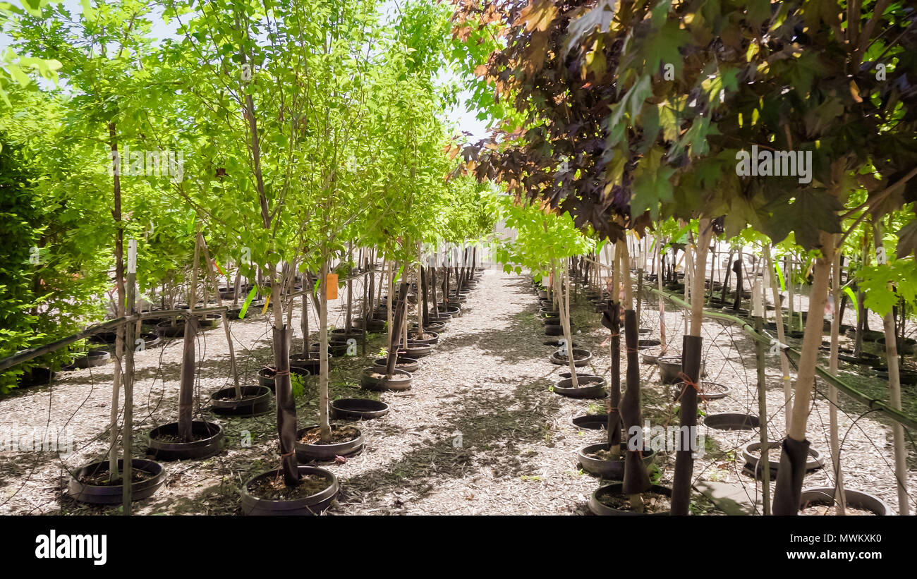 Row of trees in local garden center Stock Photo - Alamy