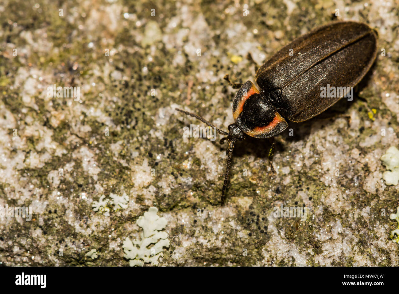 Winter Firefly (Ellychnia corrusca Stock Photo - Alamy