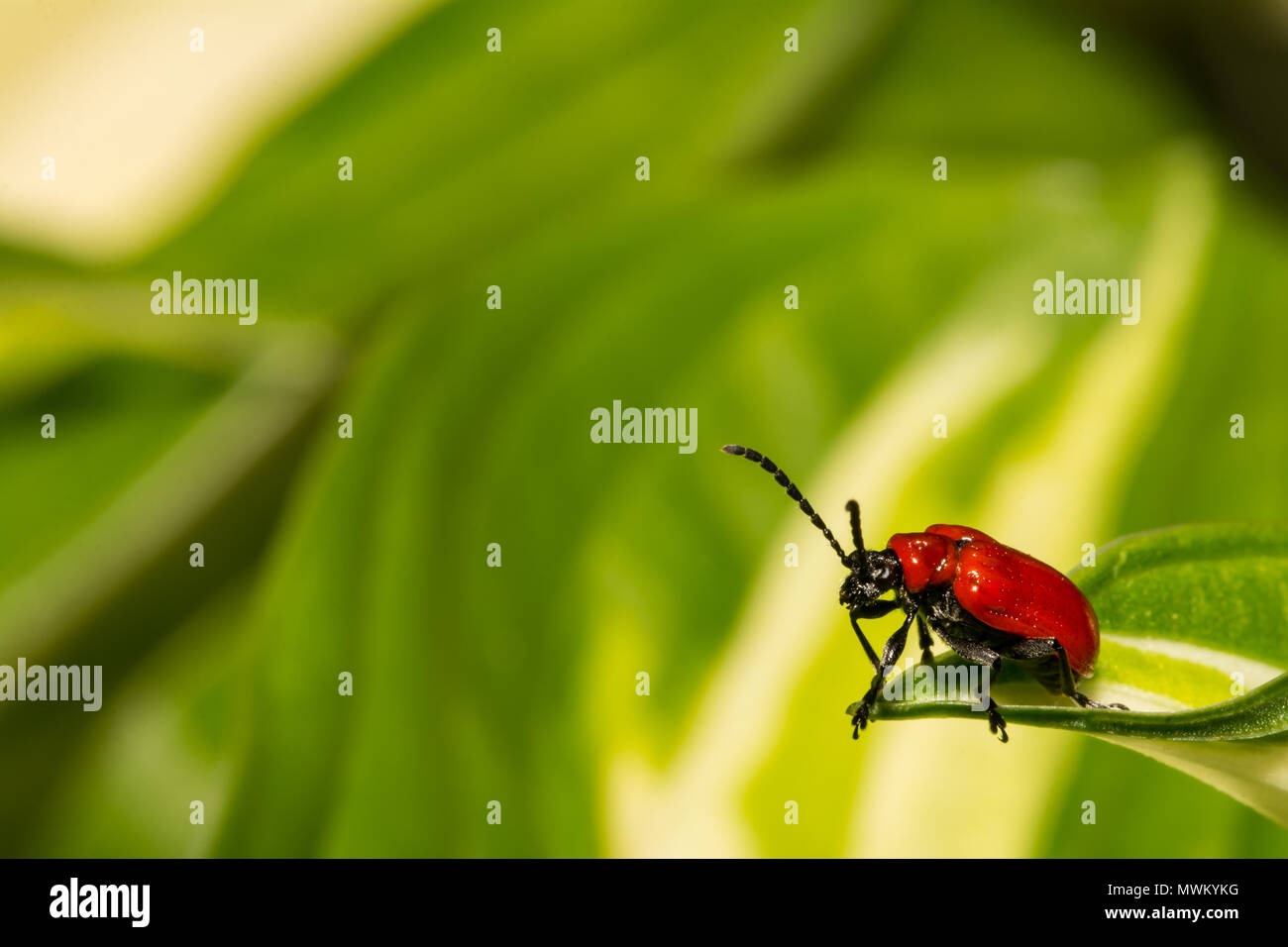 Leaf Lily Beetle (Lilioceris lilii Stock Photo - Alamy