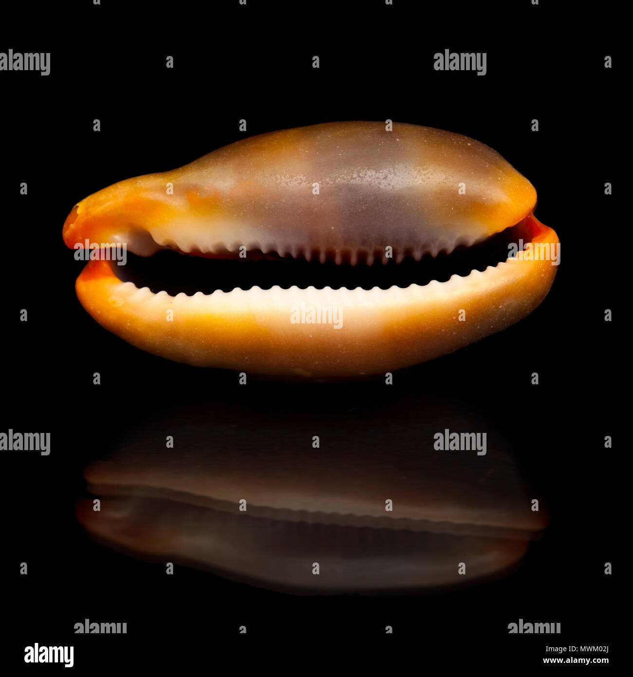 small brown Cowry shell on black mirror, isolated Stock Photo - Alamy