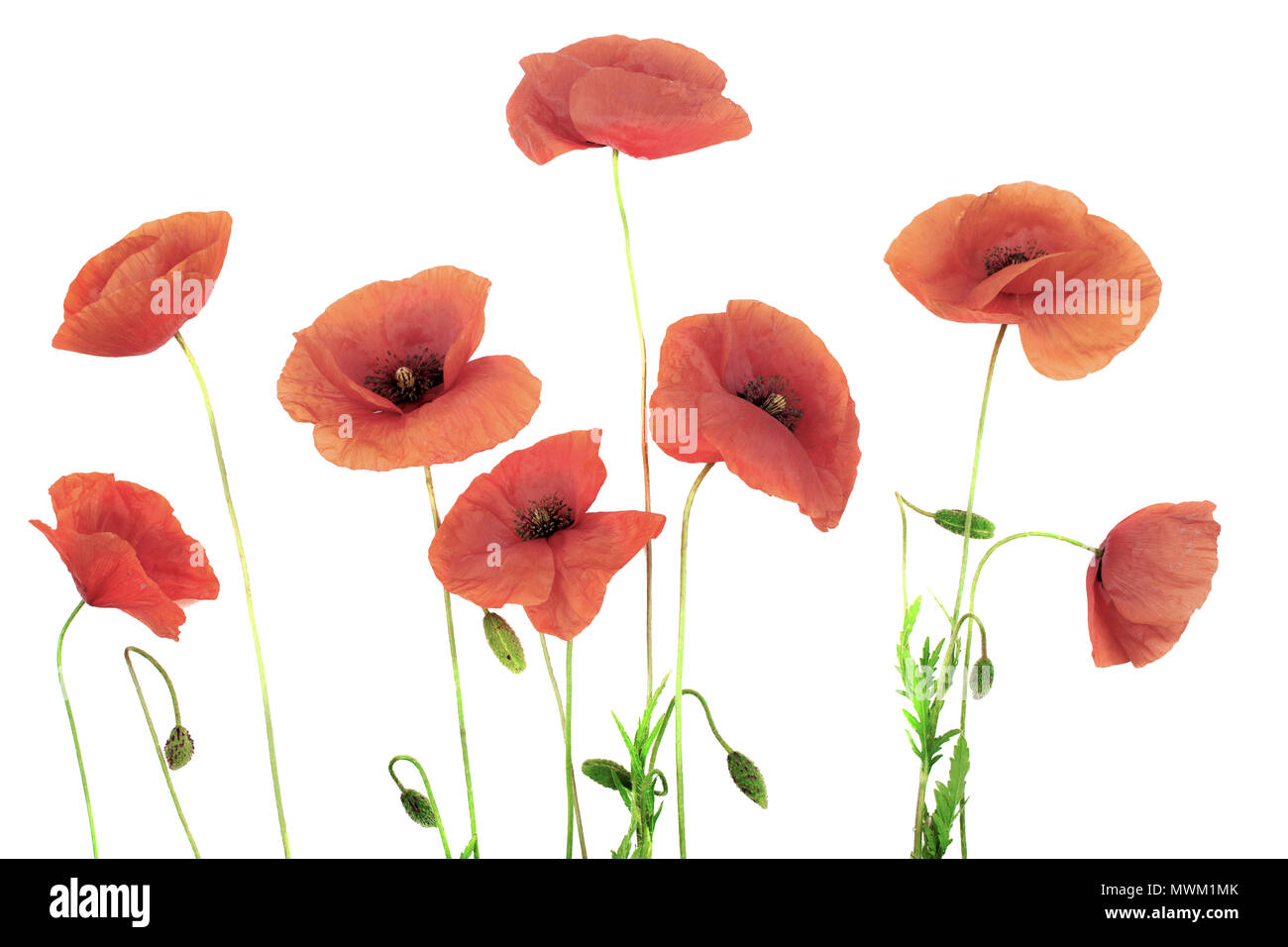 Red poppy flowers in a row on white Stock Photo - Alamy