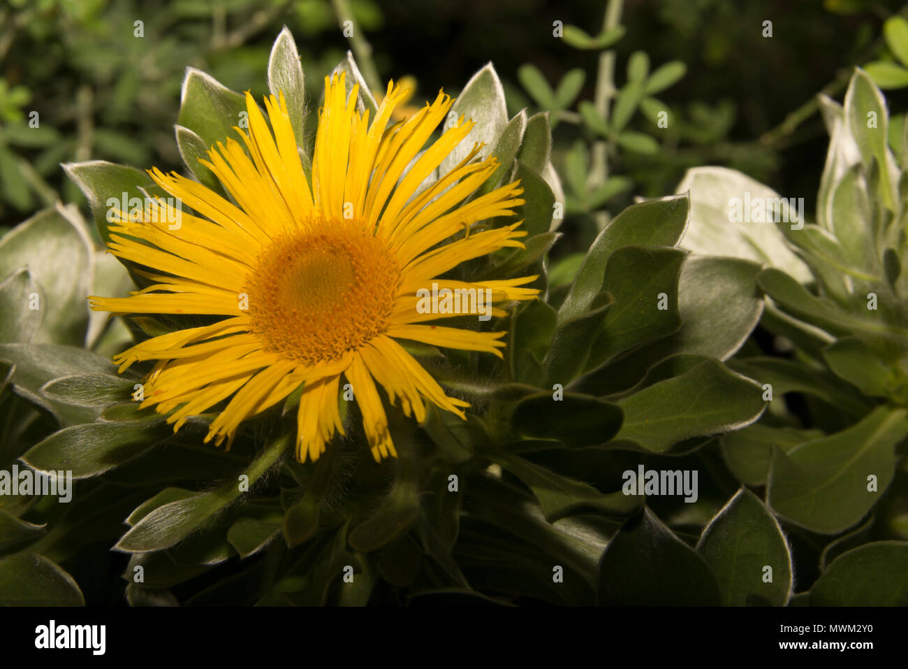 Asteriscus sericeus hi-res stock photography and images - Alamy