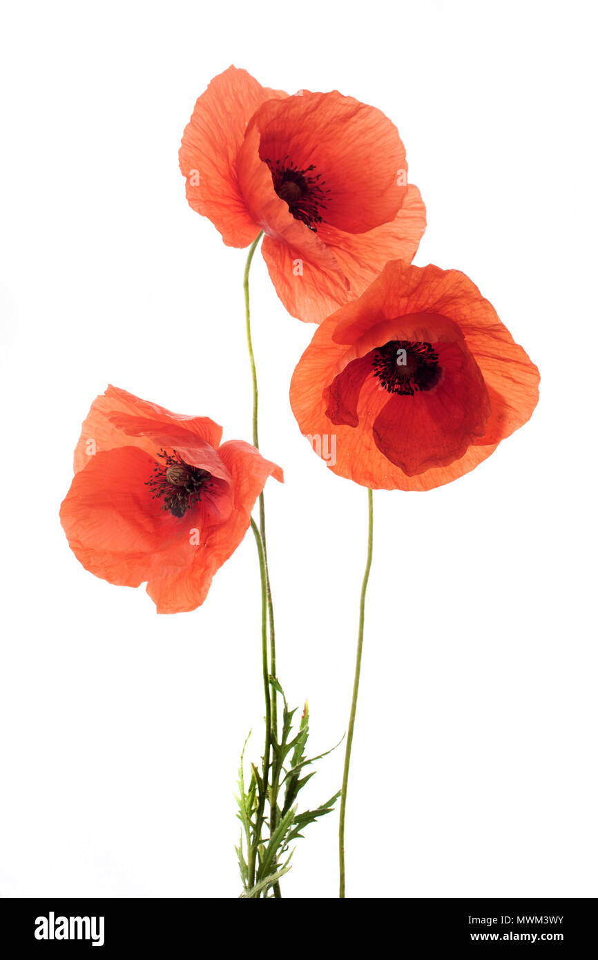 Poppy flowers in summer Cut Out Stock Images & Pictures - Alamy