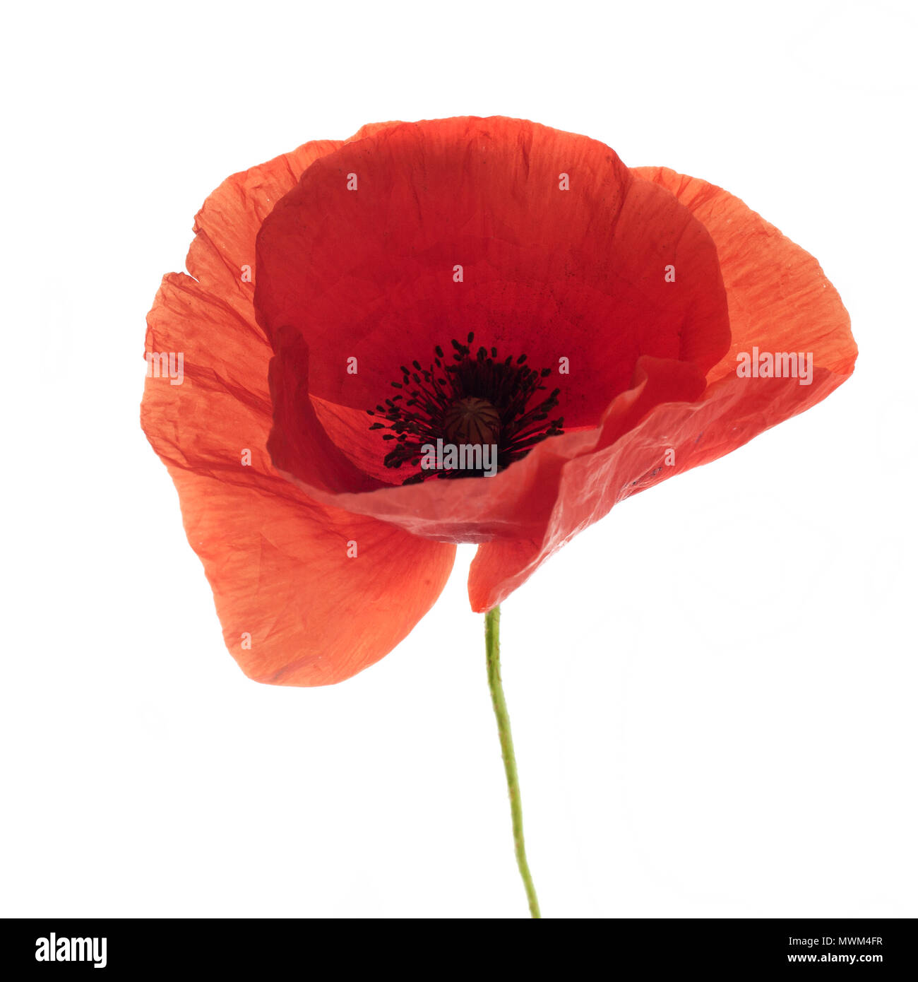 Beautiful poppy flower on Cut Out Stock Images & Pictures - Alamy