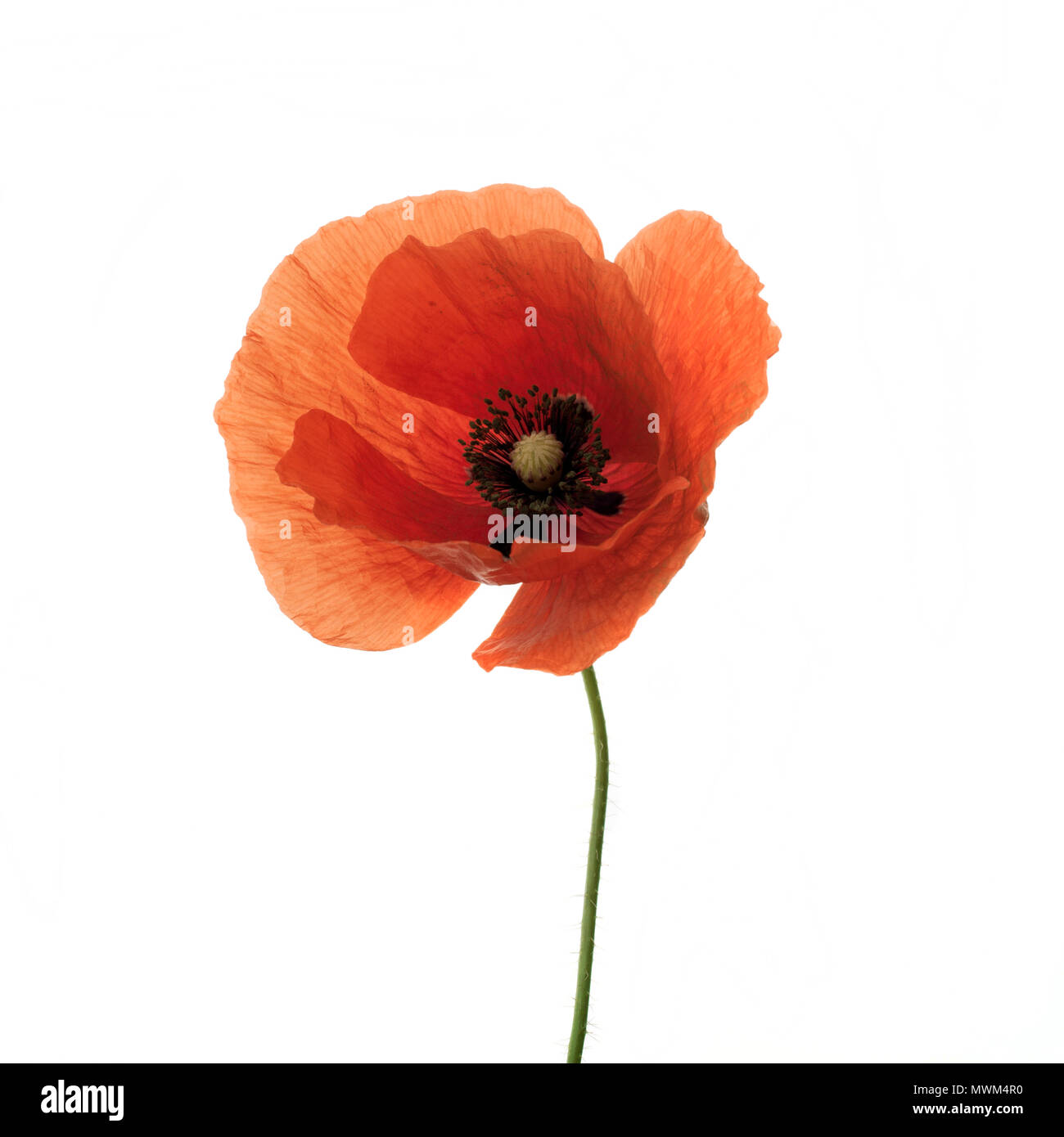 Single poppy on black Cut Out Stock Images & Pictures - Alamy
