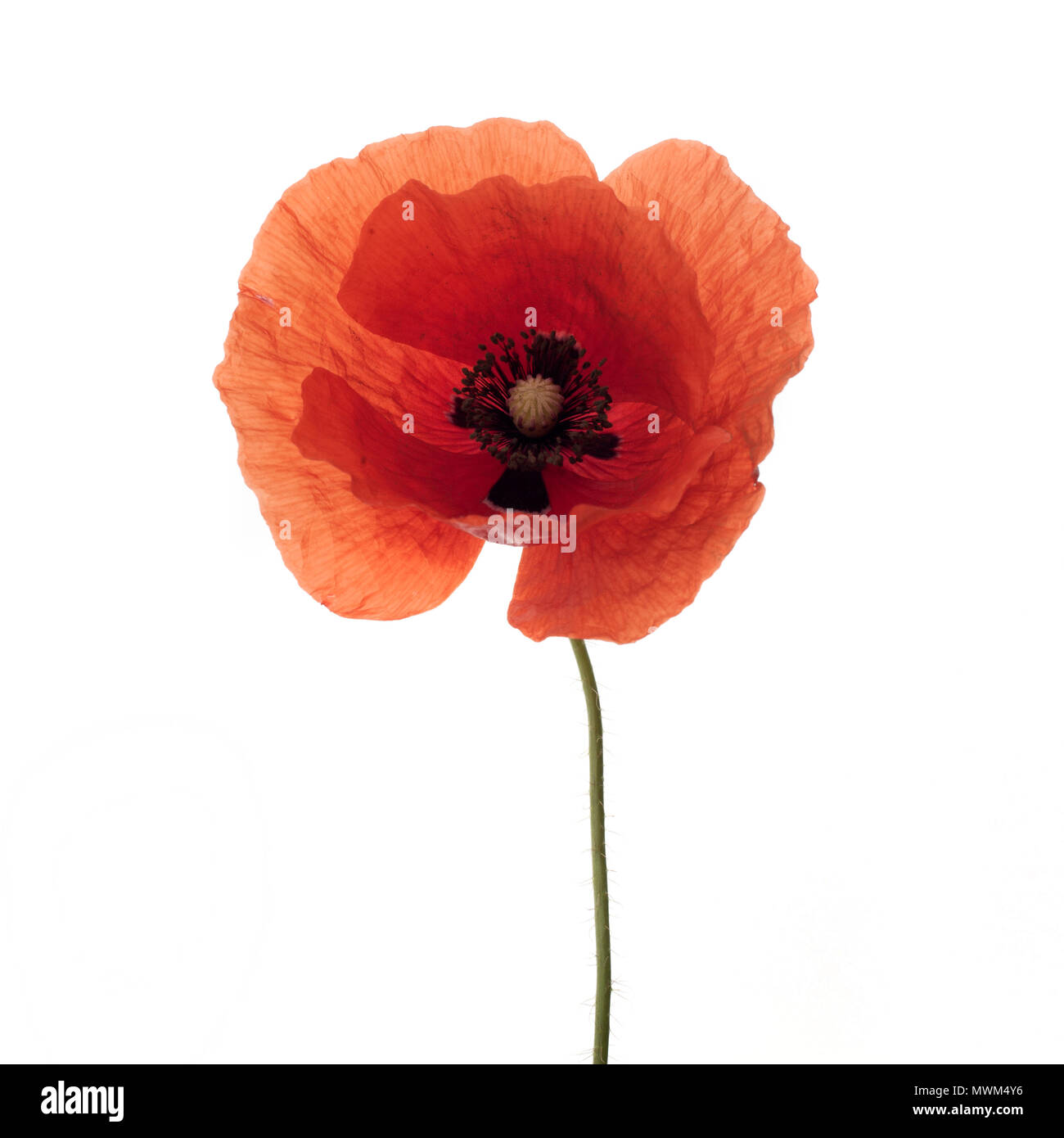 Poppy flower Cut Out Stock Images & Pictures - Alamy